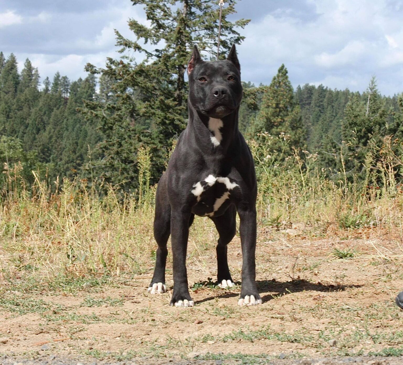 Katie RETIRED - BarTin Kennels