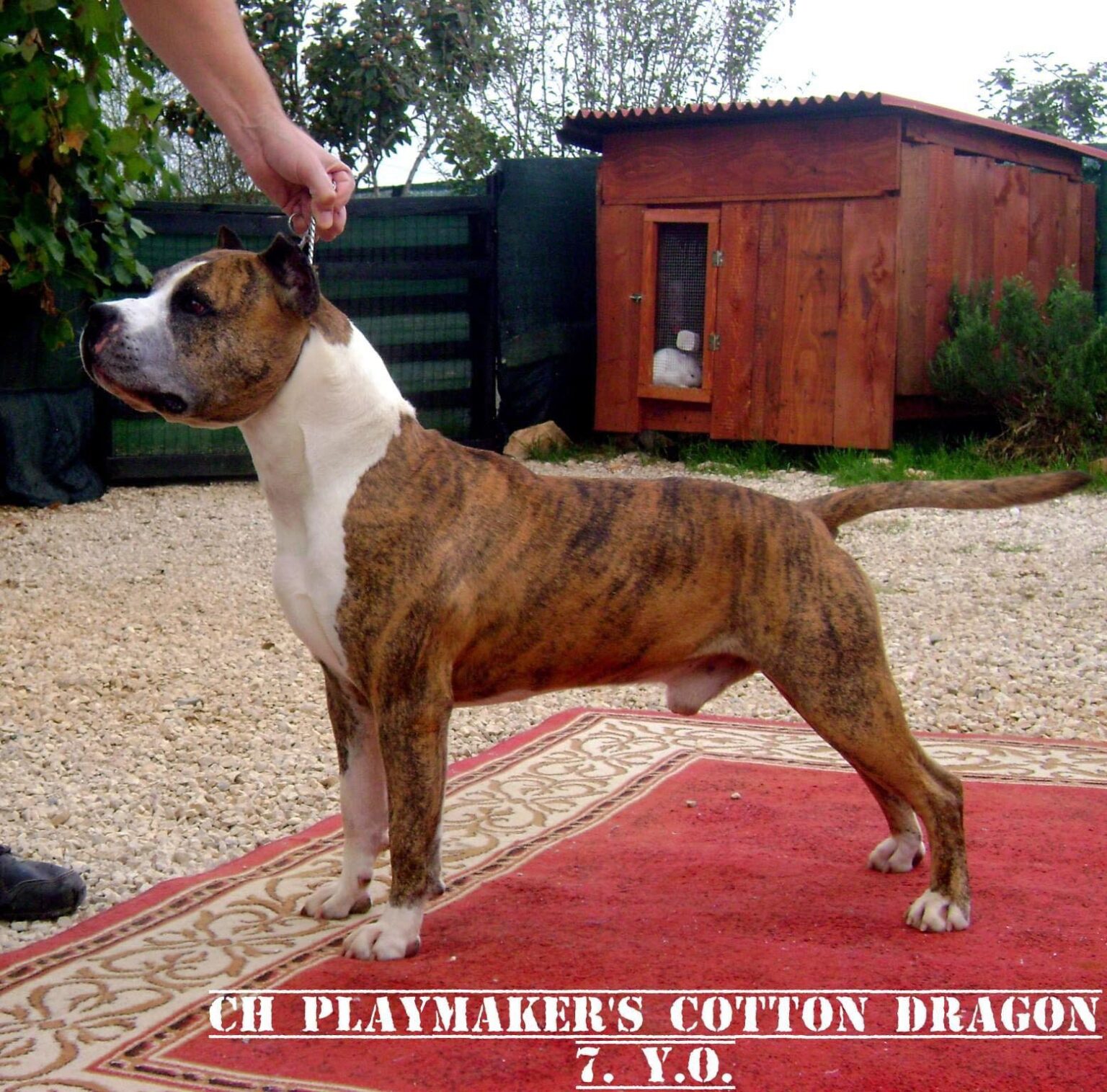 Studs on Ice - BarTin Kennels