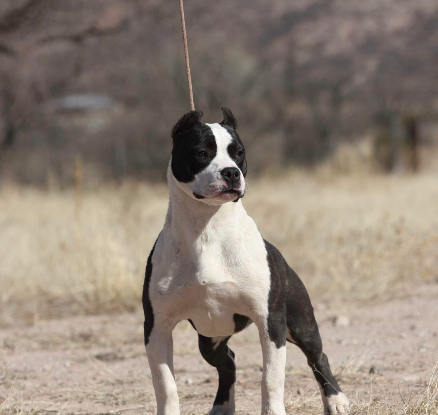 Panda - BarTin Kennels