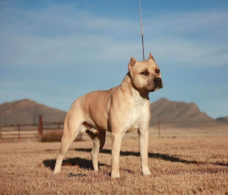 Breedings - BarTin Kennels