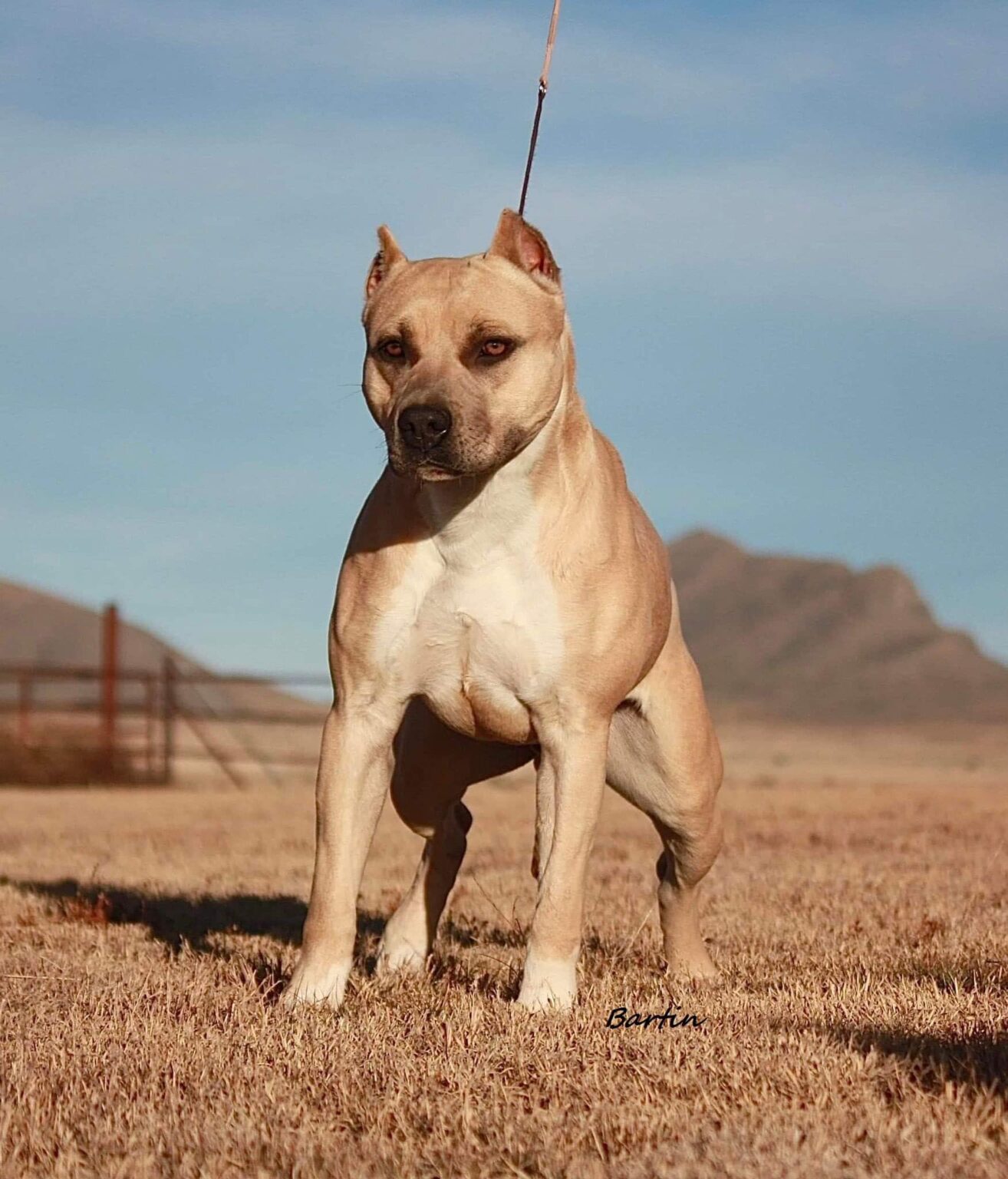 Breedings - BarTin Kennels