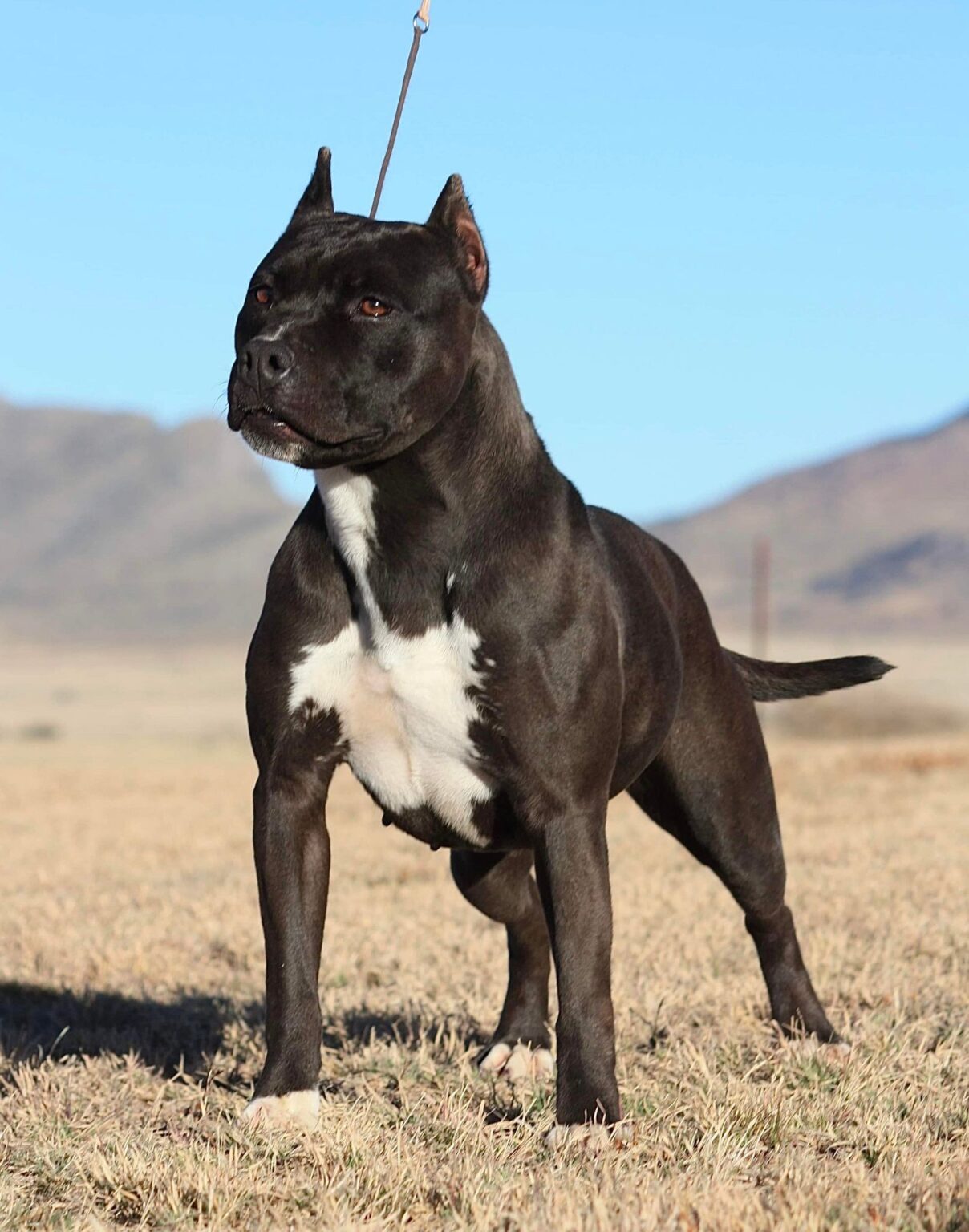 Emma - BarTin Kennels