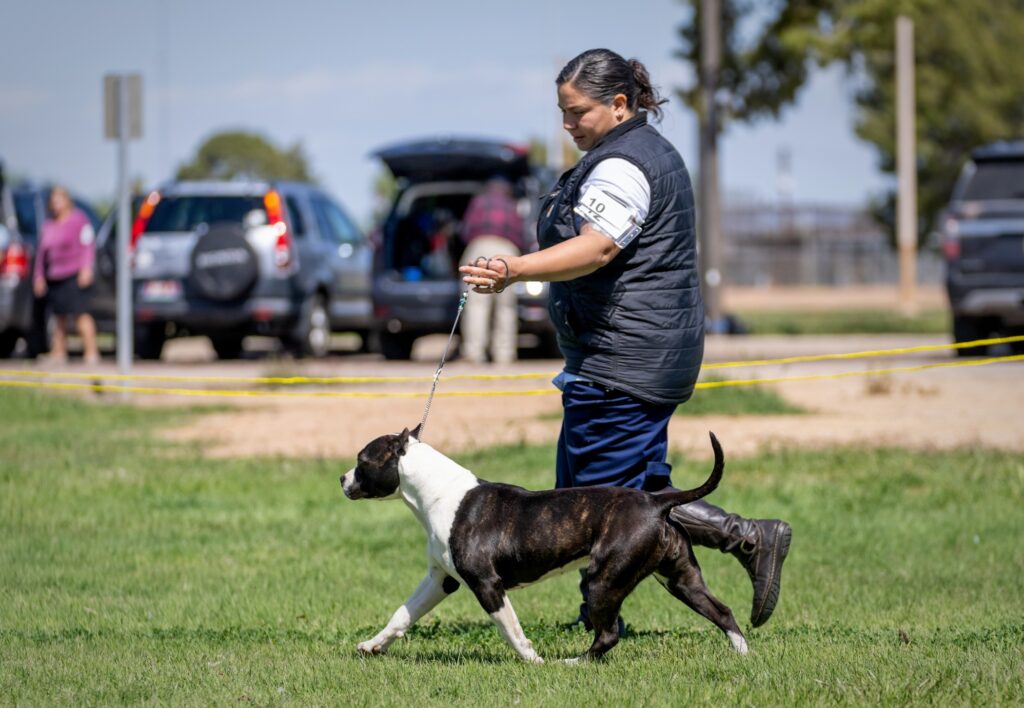Panda - BarTin Kennels