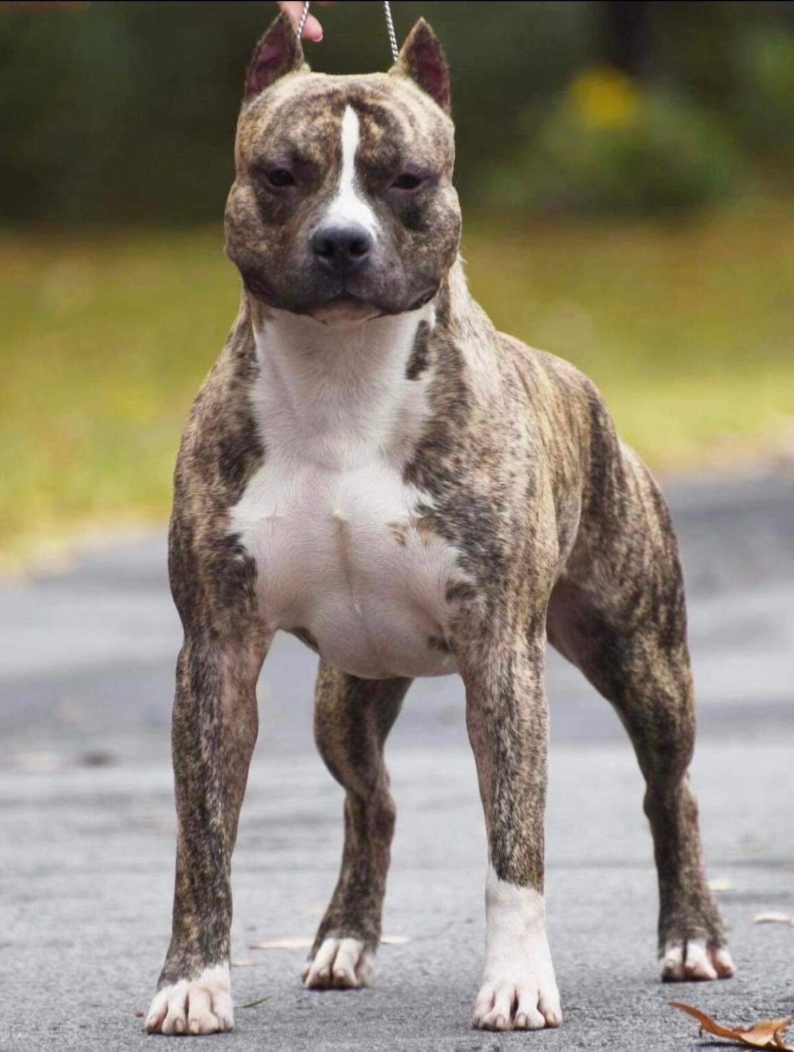 Breedings - BarTin Kennels