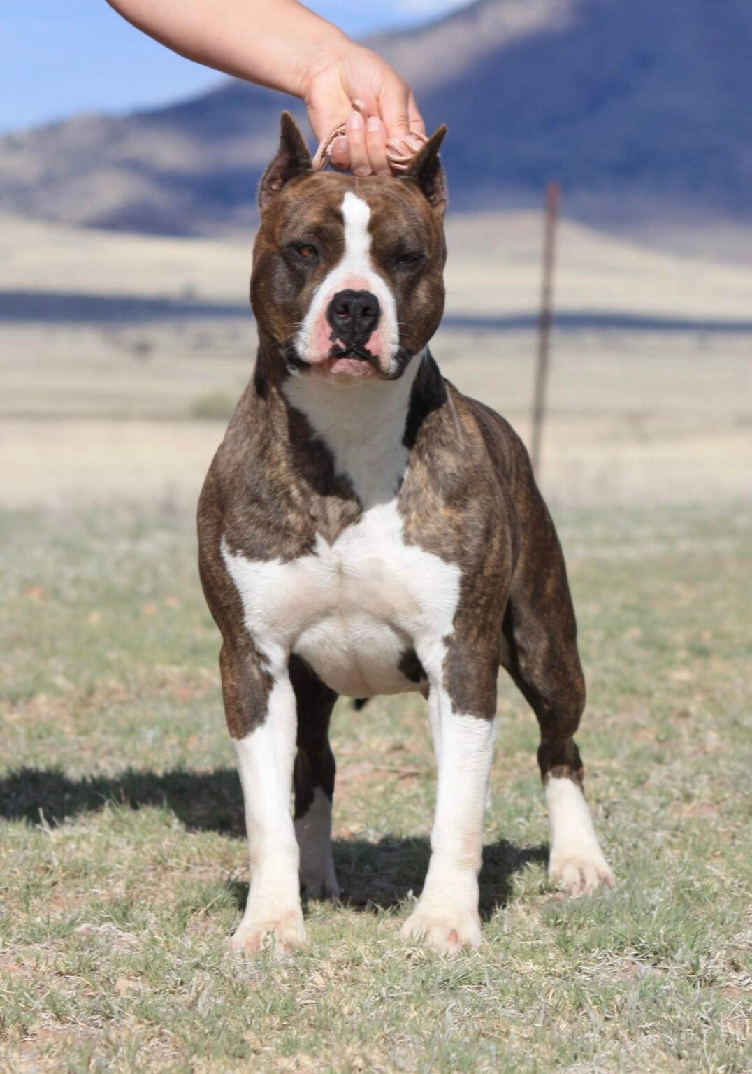 Breedings - BarTin Kennels