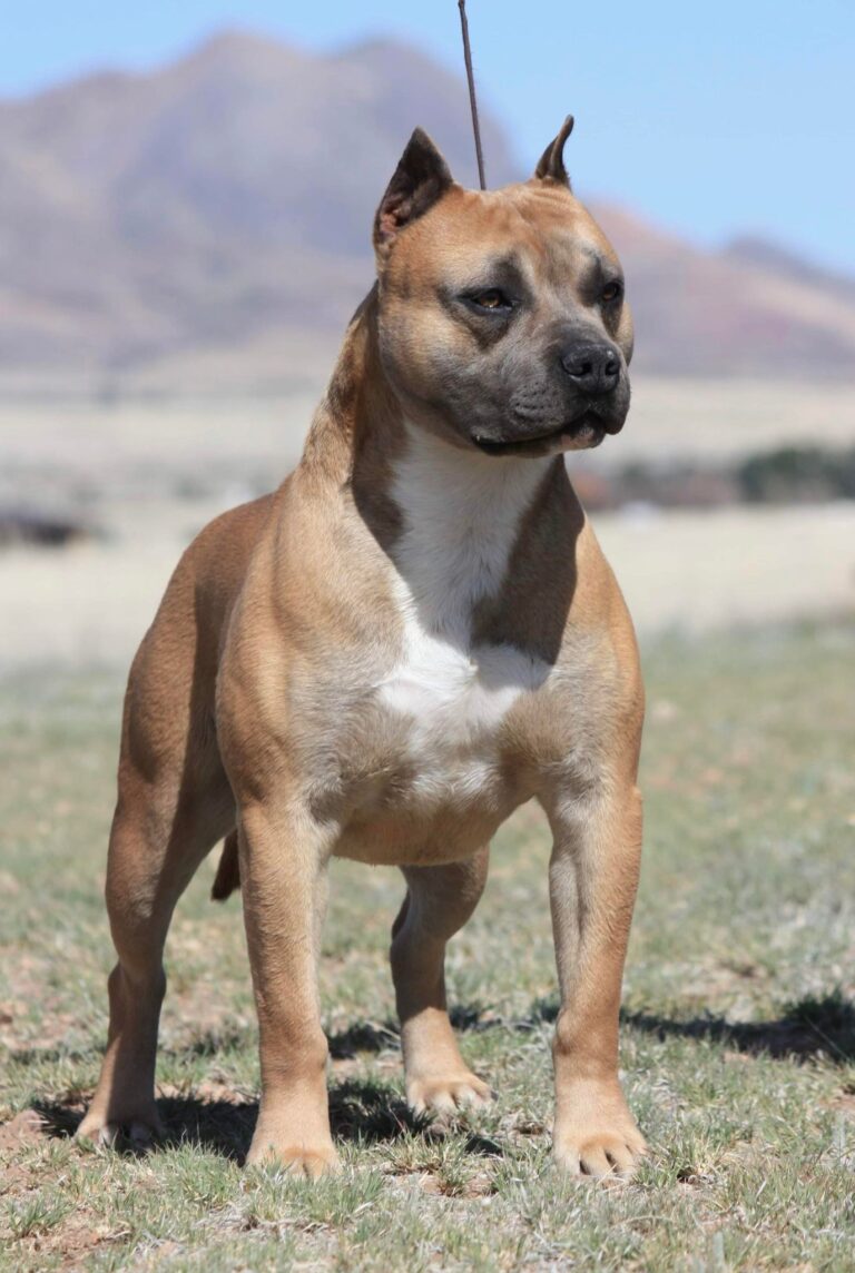 Breedings - BarTin Kennels