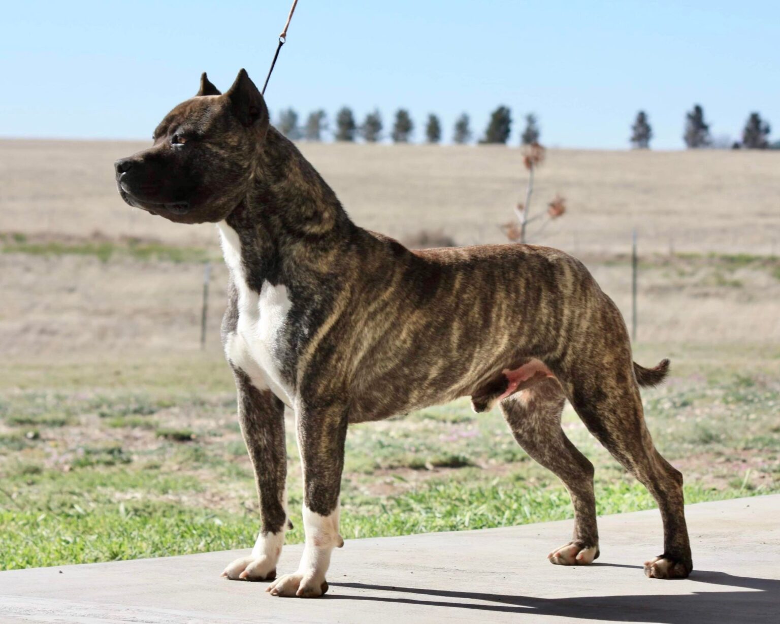 Mac RETIRED - BarTin Kennels