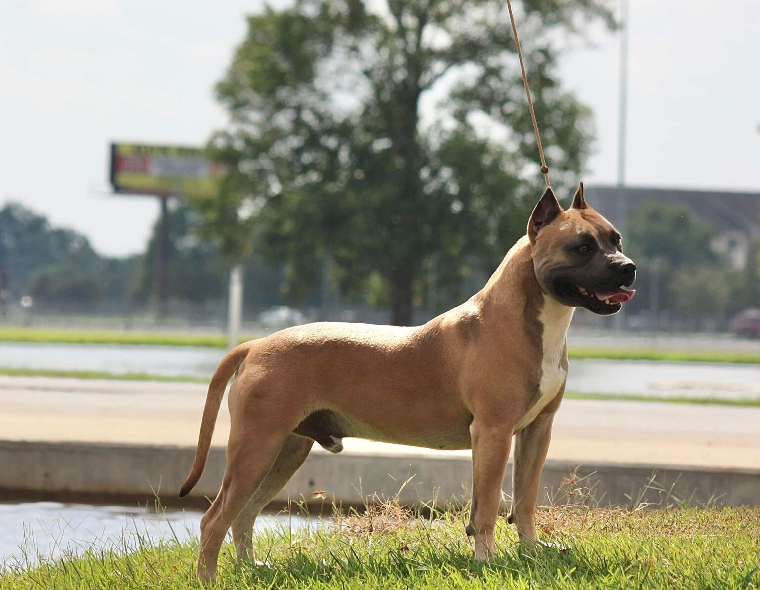 Mando - BarTin Kennels