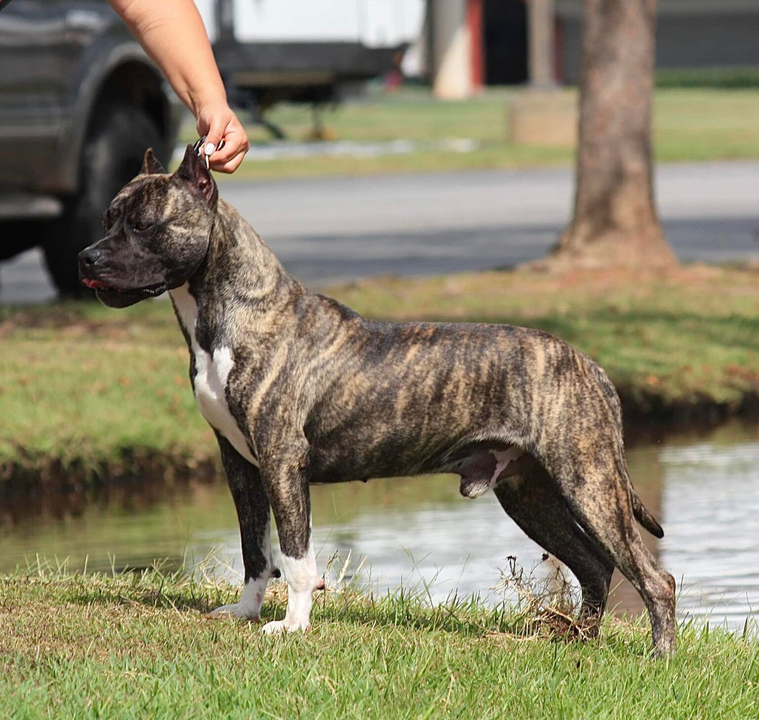 Mac RETIRED - BarTin Kennels