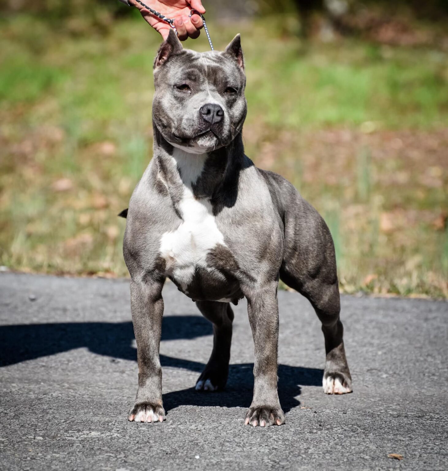 Tempest - BarTin Kennels