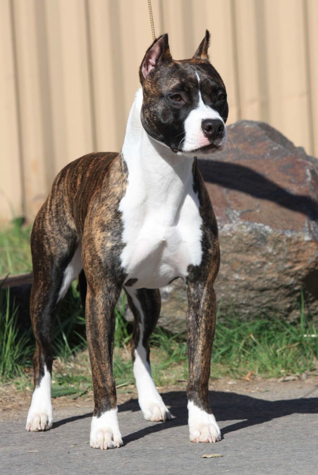 BarTin Kennels - American Pit Bull Terriers