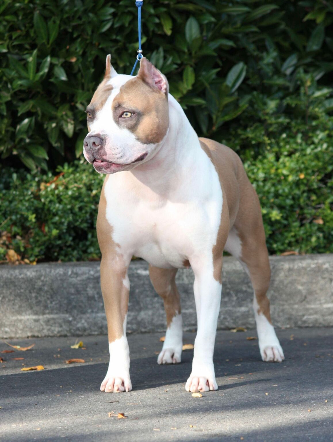 BarTin Kennels - American Pit Bull Terriers