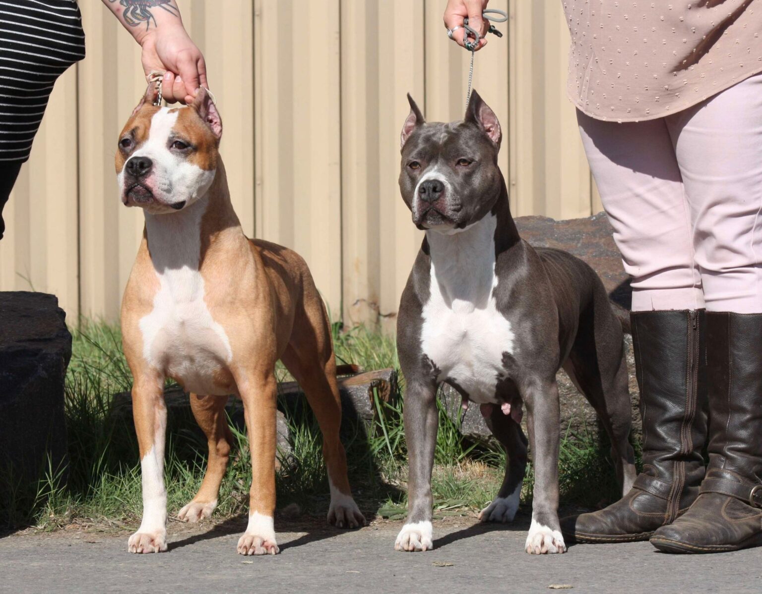 BarTin Kennels - American Pit Bull Terriers